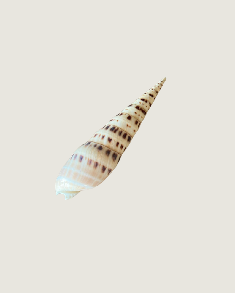 Terebra Maculata / Pacific Auger Shell – Twenty Third